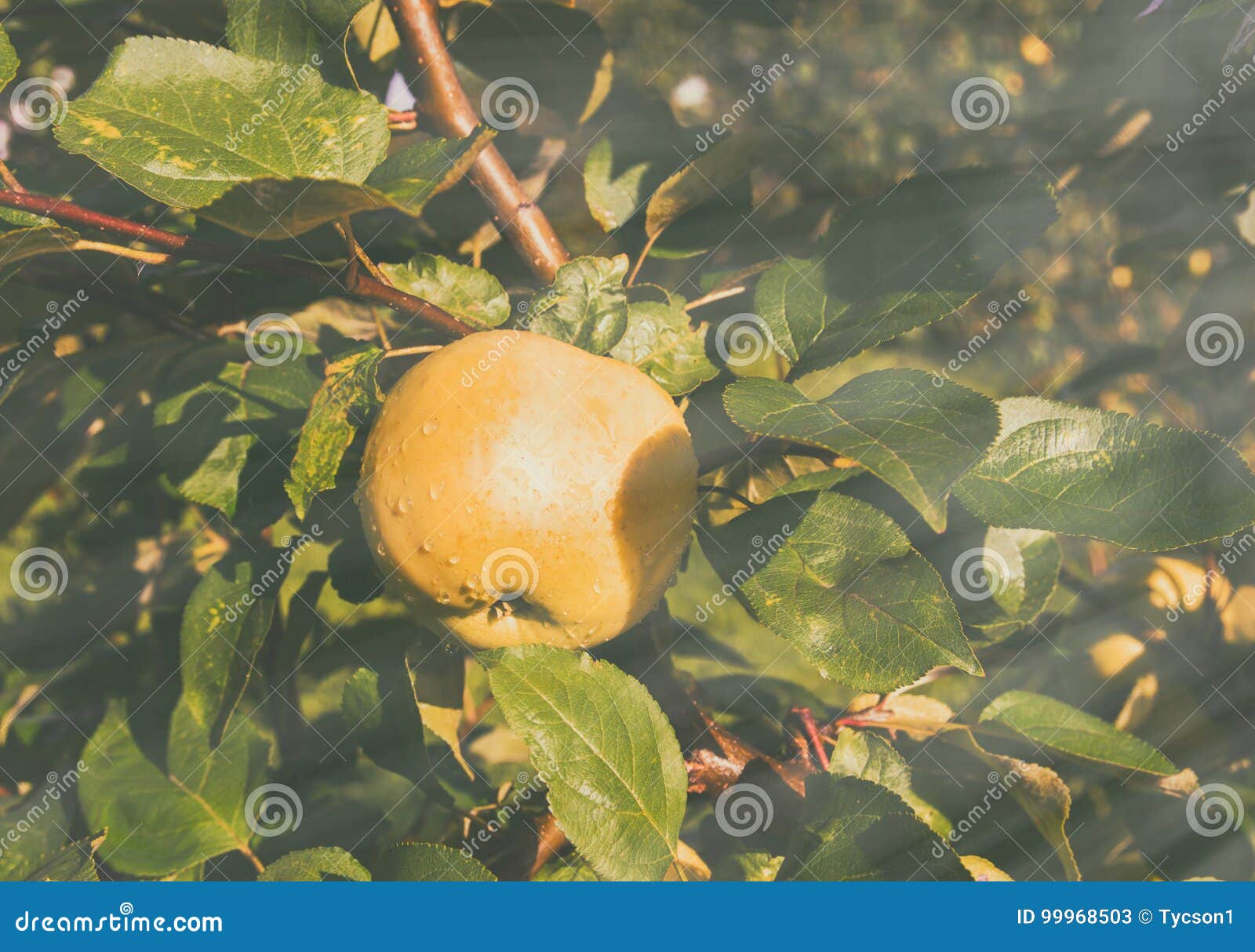 Fresh yellow apple stock image. Image of fruit, closeup - 99968503