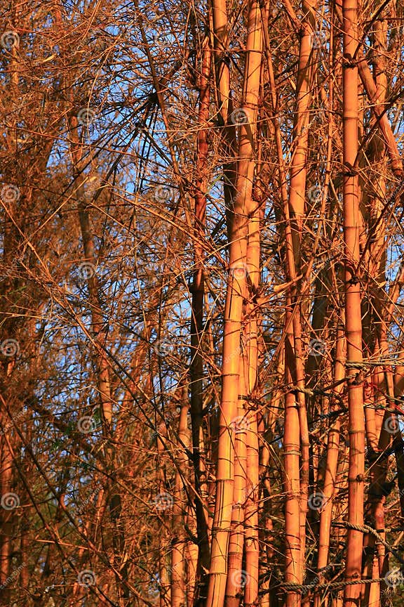 Fresh Yellow Bamboo Stalks Tree 17 Jan 2009 Stock Photo - Image of ...