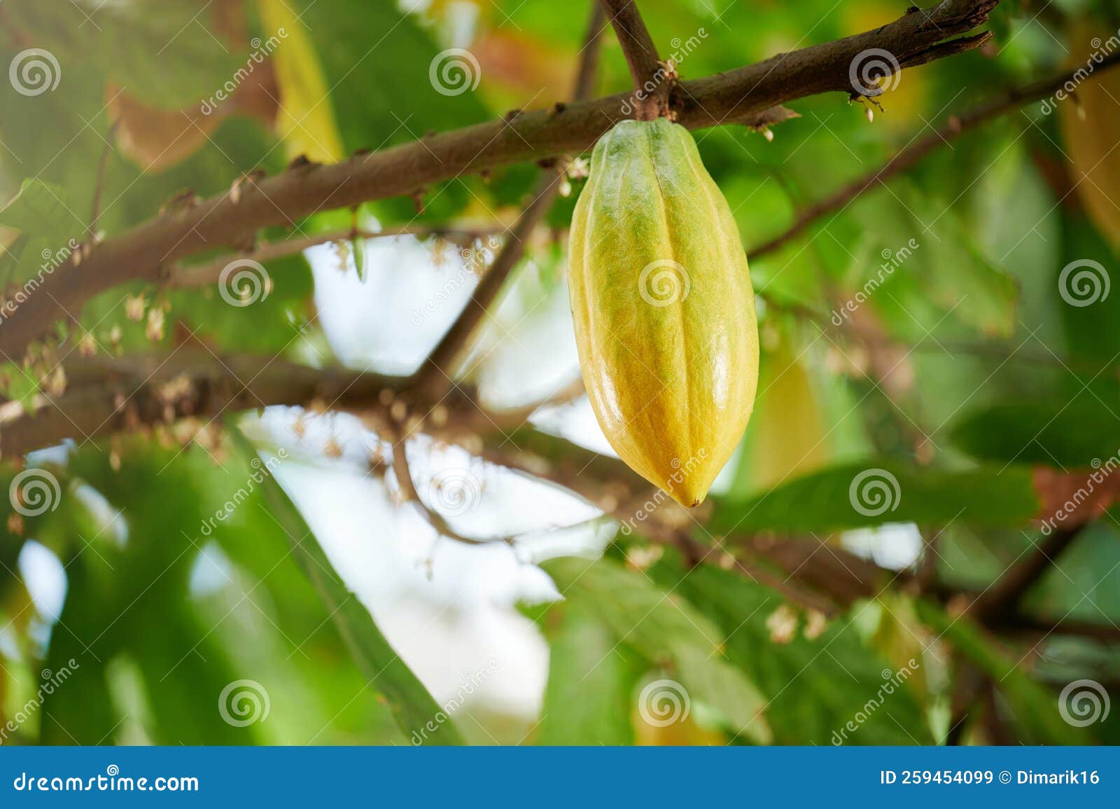 Fresh Yellow Cacao Pod Fruit Stock Image - Image of cocoa, blurred ...