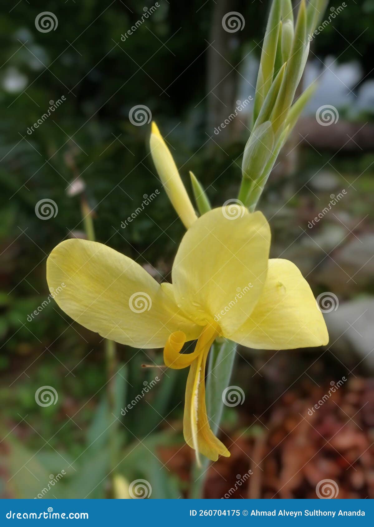 Fresh Yellow Canna Glauca Plant Stock Image - Image of blooming ...