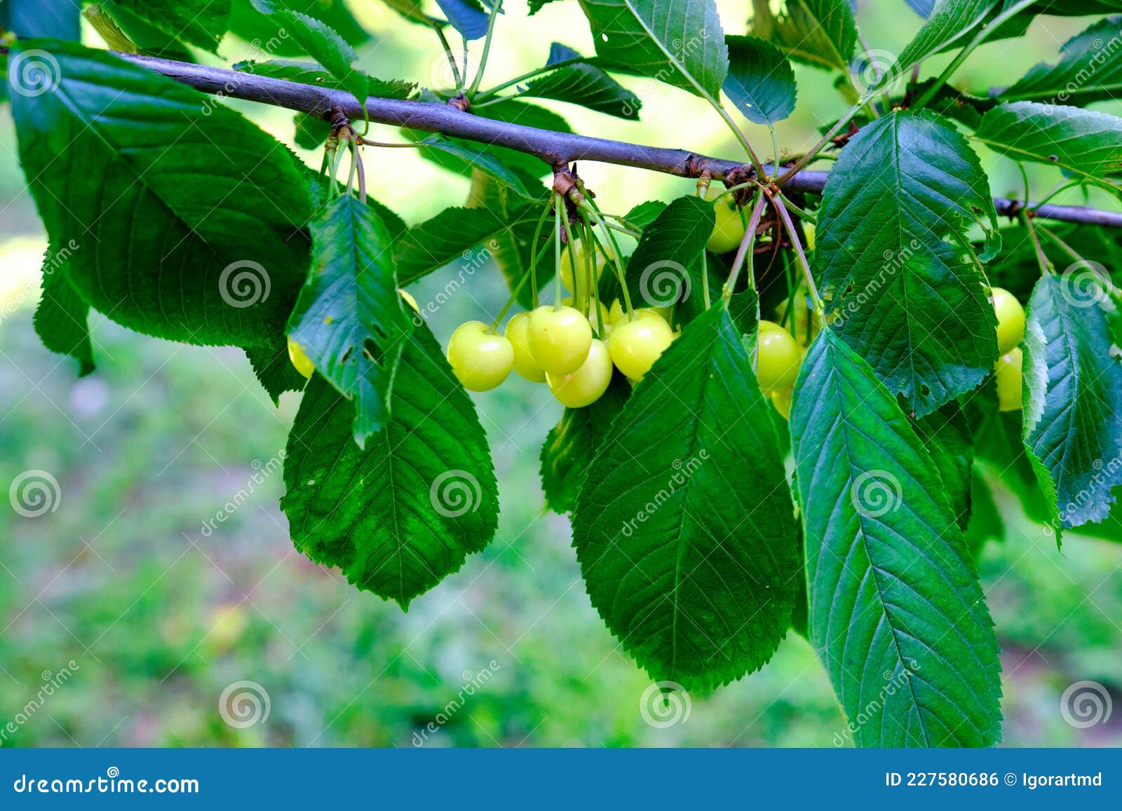Fresh yellow cherry fruit stock photo. Image of fruit - 227580686