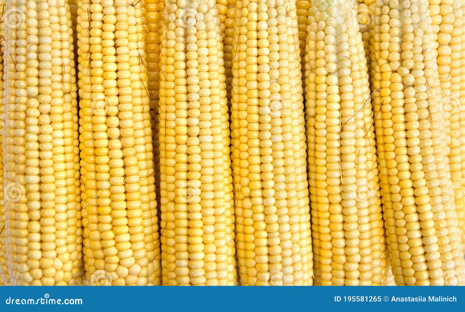 Corn Texture Stock Image | CartoonDealer.com #2254261