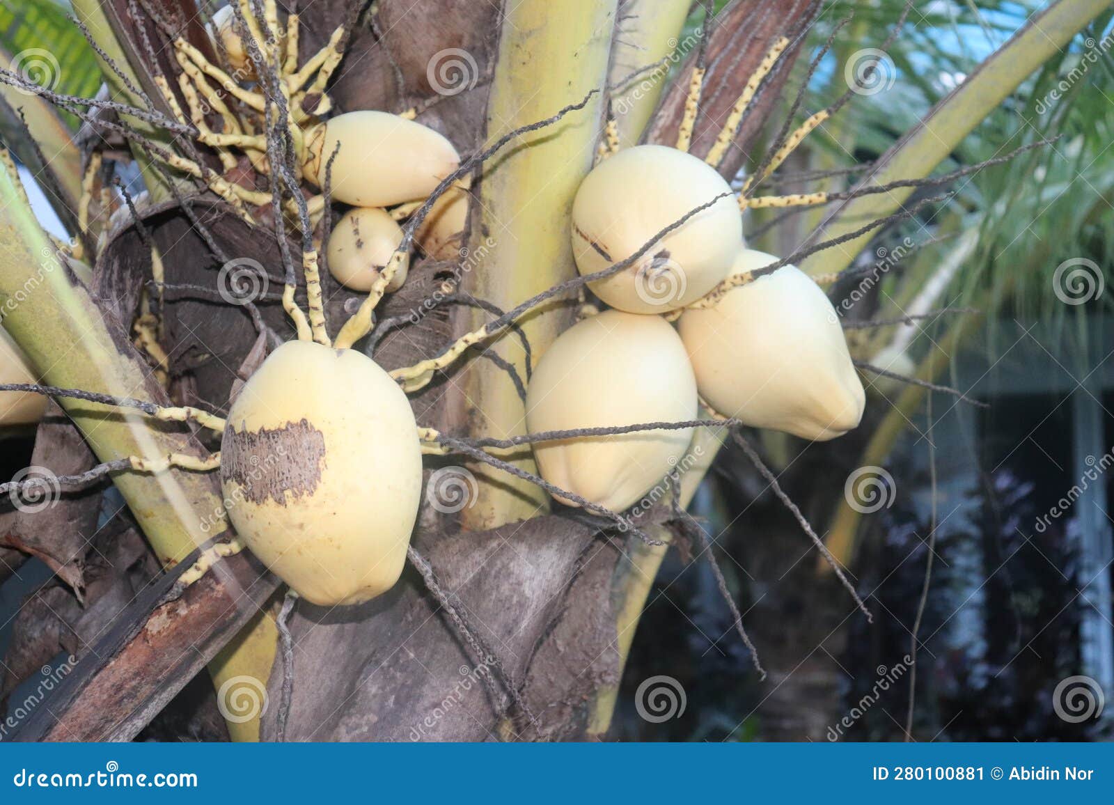 Fresh Yellow Coconut Fruit on the Tree Stock Image - Image of coconut ...