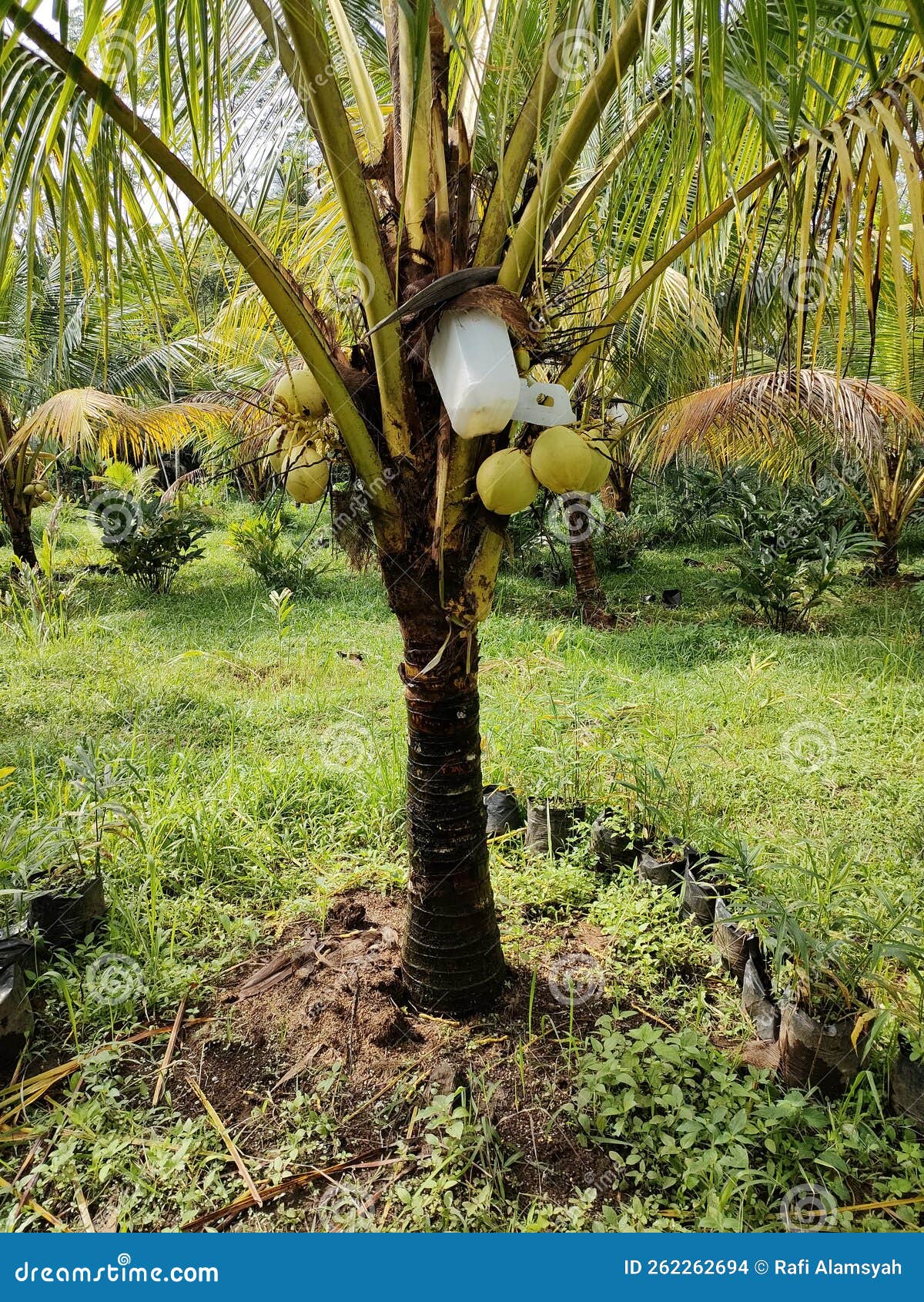 Fresh Yellow Cocos Nucifera Stock Photo - Image of cocos, nucifera ...