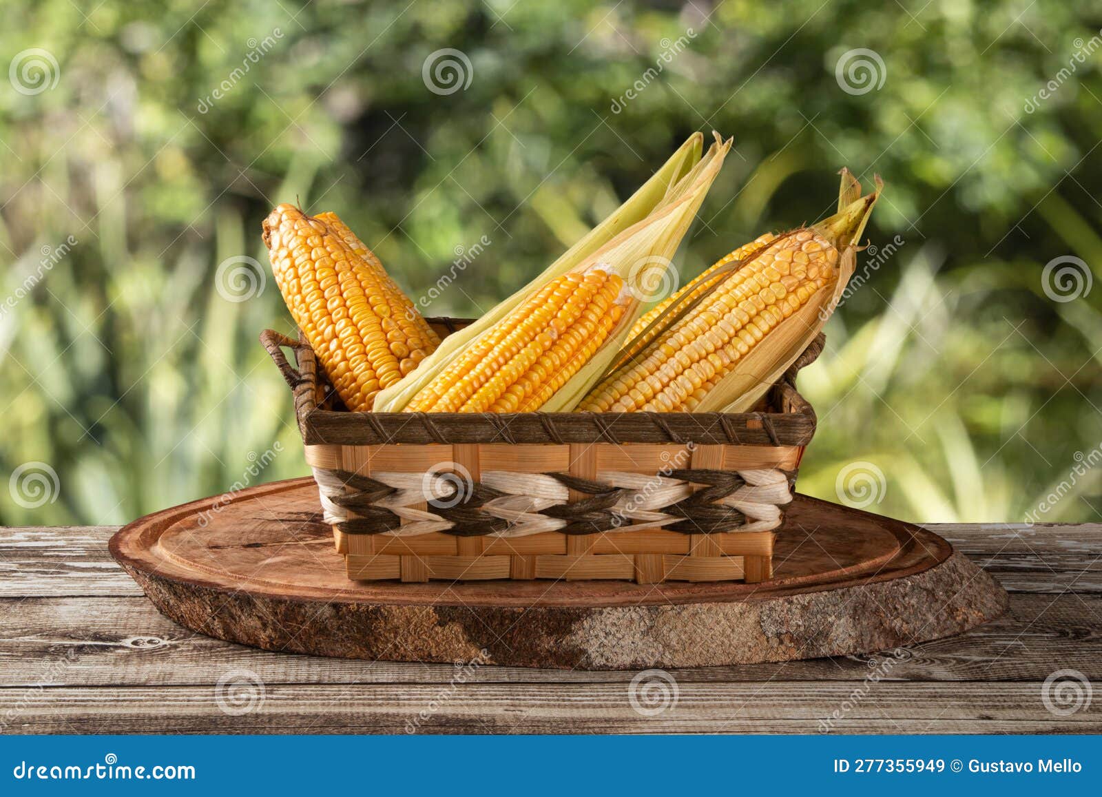 Fresh Yellow Corn in Basket Over Rustic Wood and Green Blurred ...