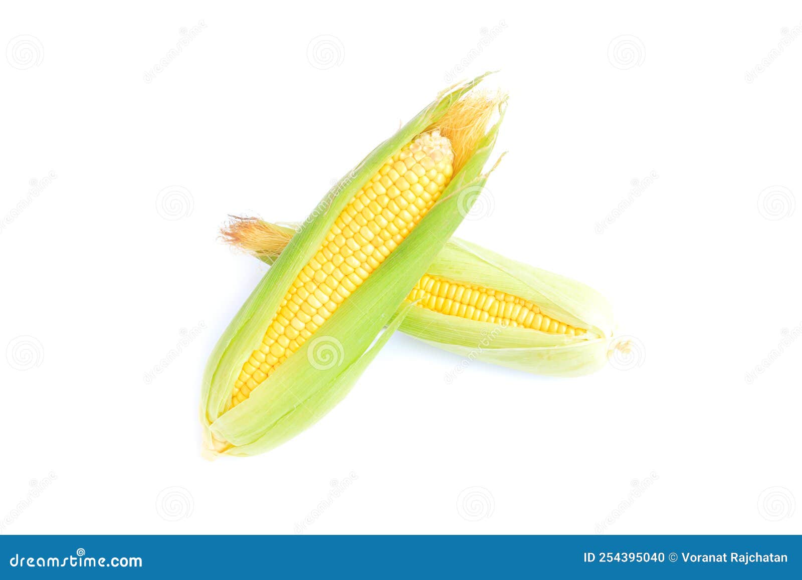 Fresh Yellow Corn Cobs on White Background Stock Photo - Image of crop ...