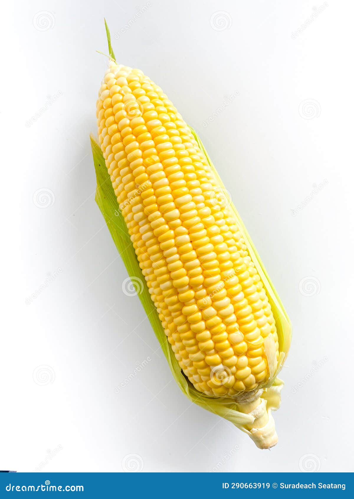 Fresh Yellow Corn on White Background Stock Image - Image of organic ...
