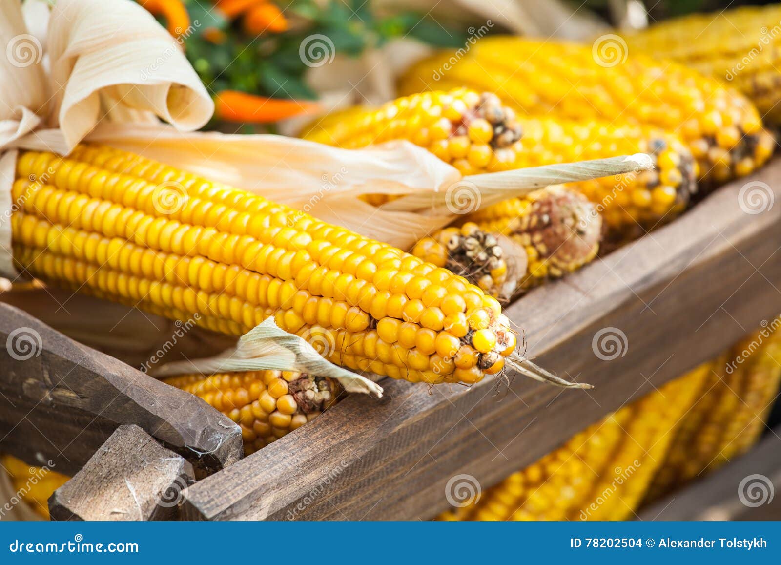 Fresh Yellow Corn Vegetable Stock Photo - Image of green, healthy: 78202504