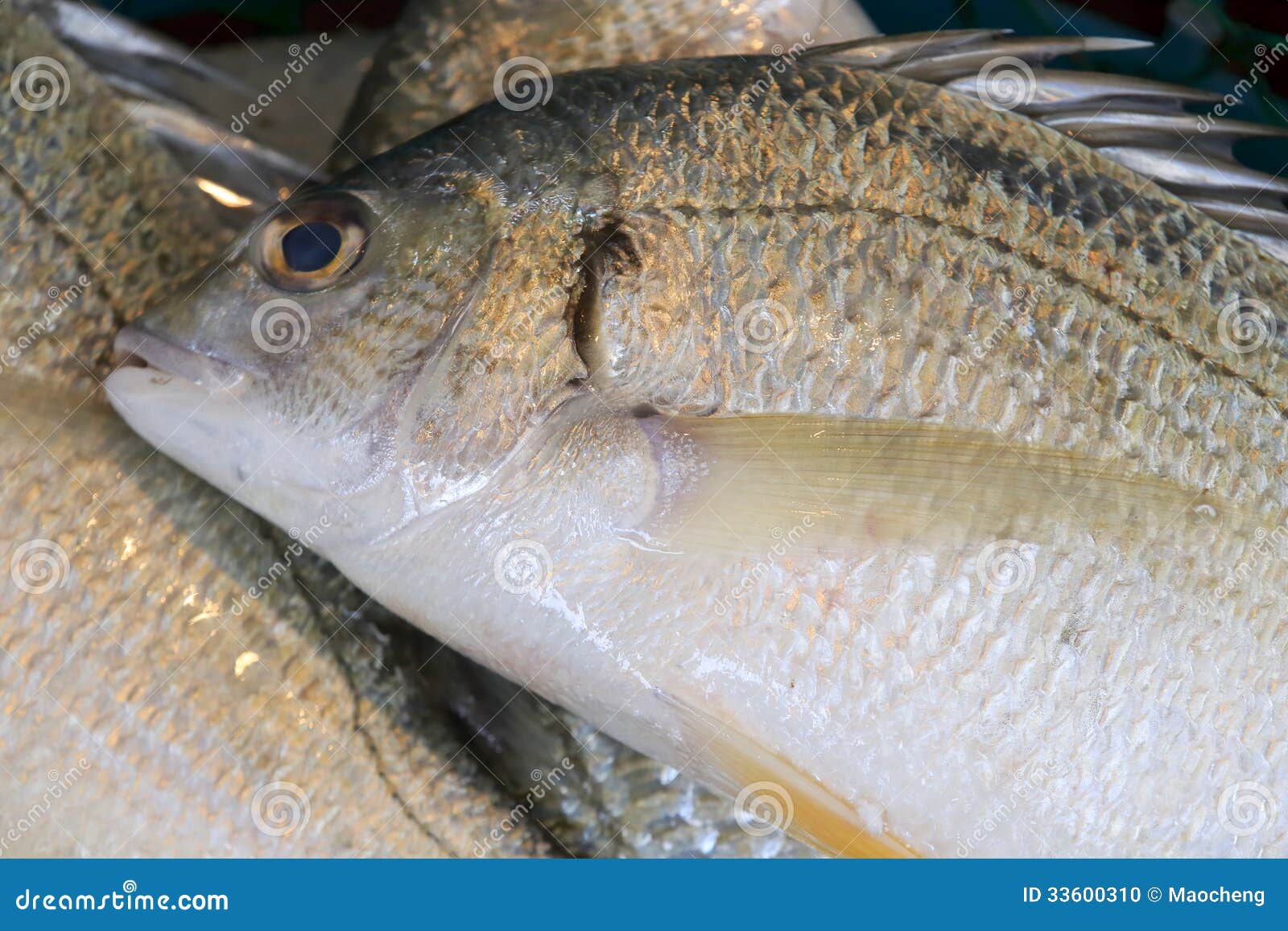 Fresh yellow fin fish stock photo. Image of head, food - 33600310