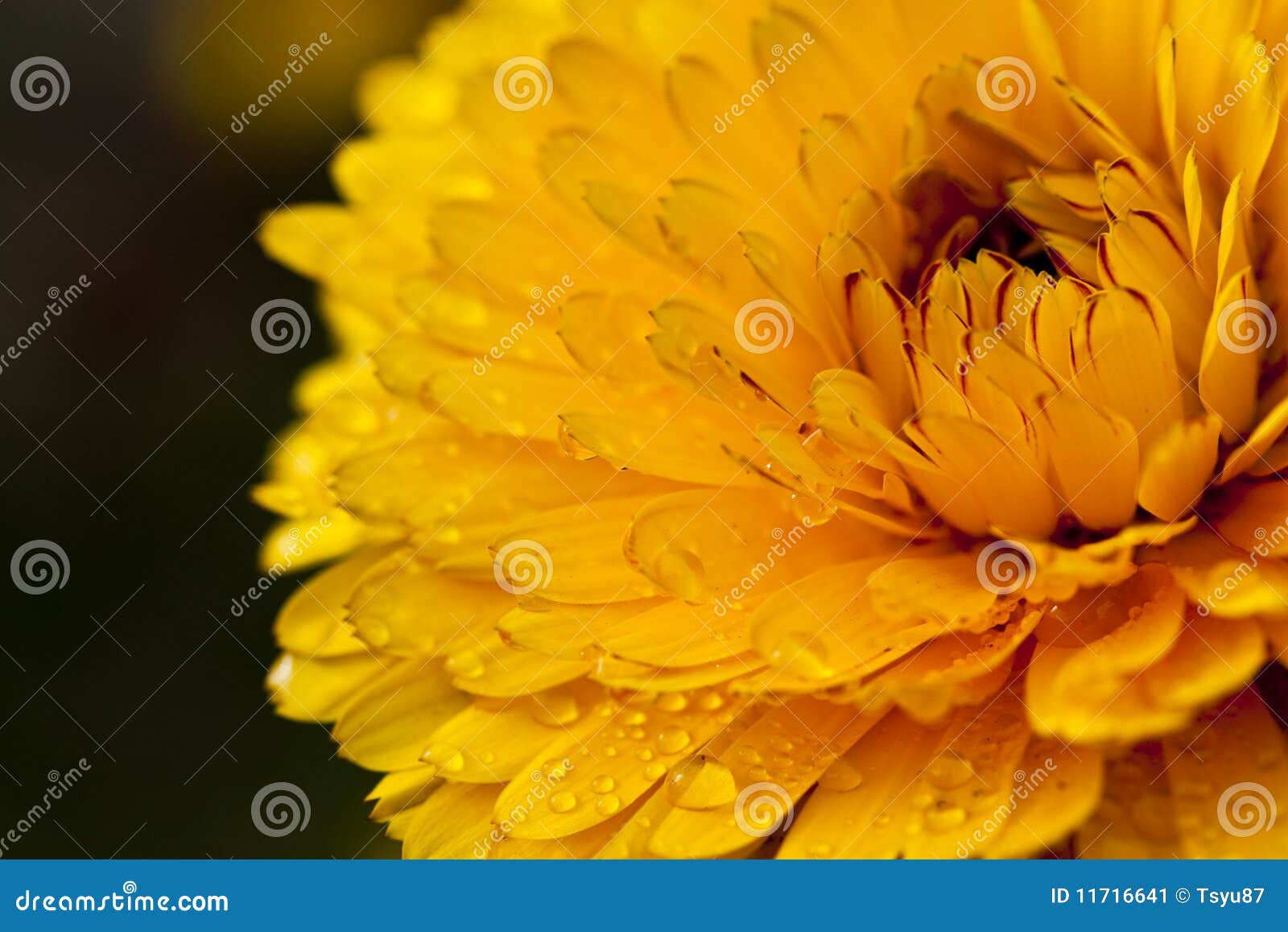 Fresh Yellow Flower stock image. Image of delicate, flowers - 11716641