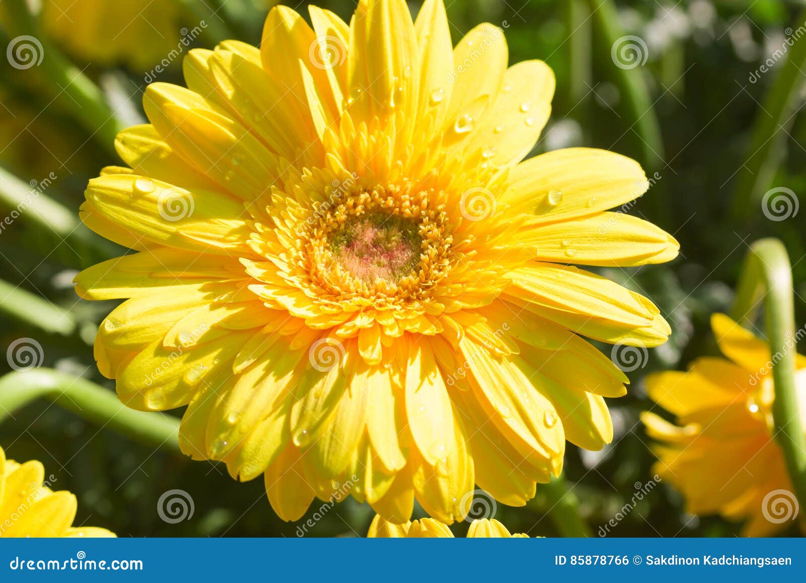 Fresh Yellow Gerbera Flower Stock Photo - Image of flower, blossom ...