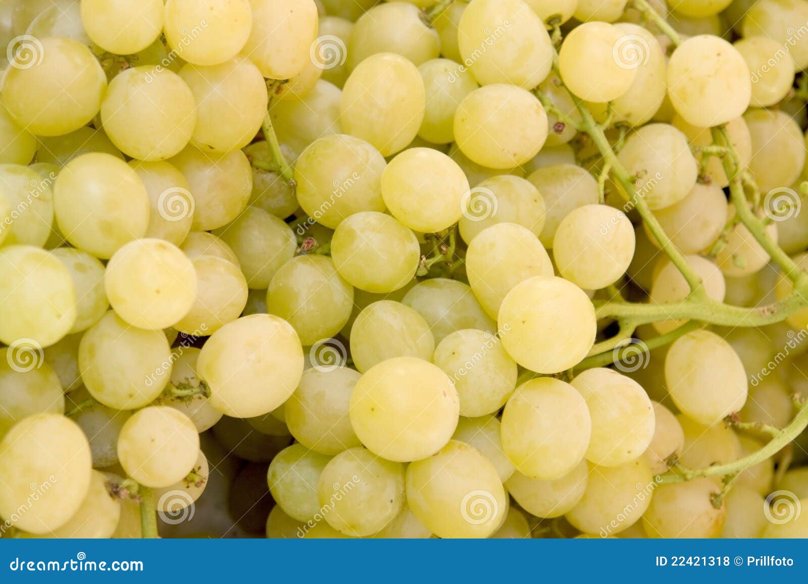 Fresh yellow grapes stock photo. Image of grain, growth - 22421318