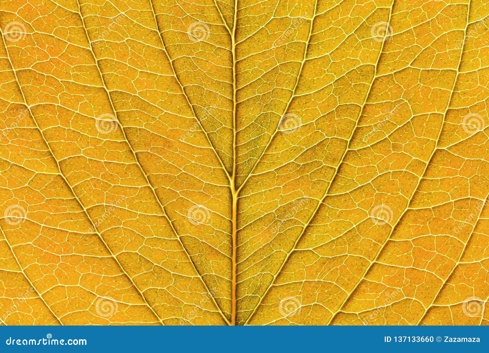 Fresh Yellow Leaf Texture Macro Close-up by Fall. Stock Photo - Image ...