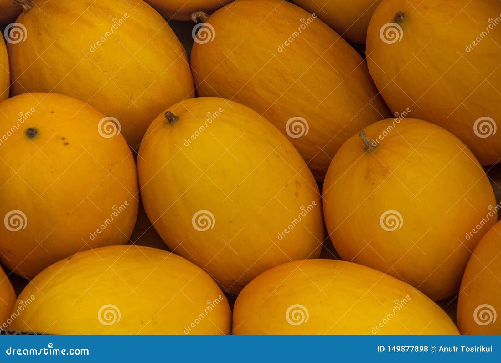 Fresh Yellow Melons after Harvest Stock Photo - Image of melon, tasty ...