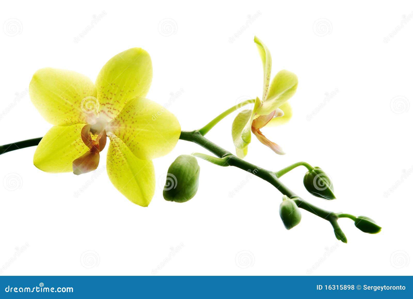 Fresh yellow orchids stock photo. Image of light, branch - 16315898