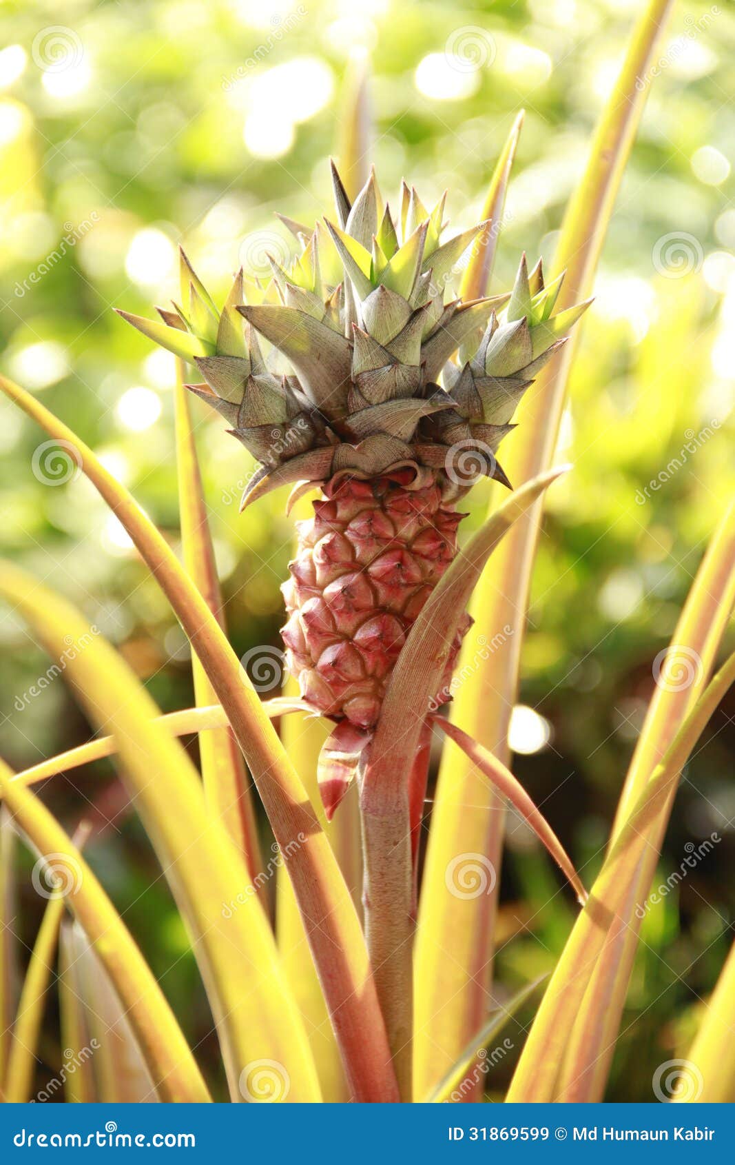 Fresh yellow Pineapple stock image. Image of pine, head - 31869599
