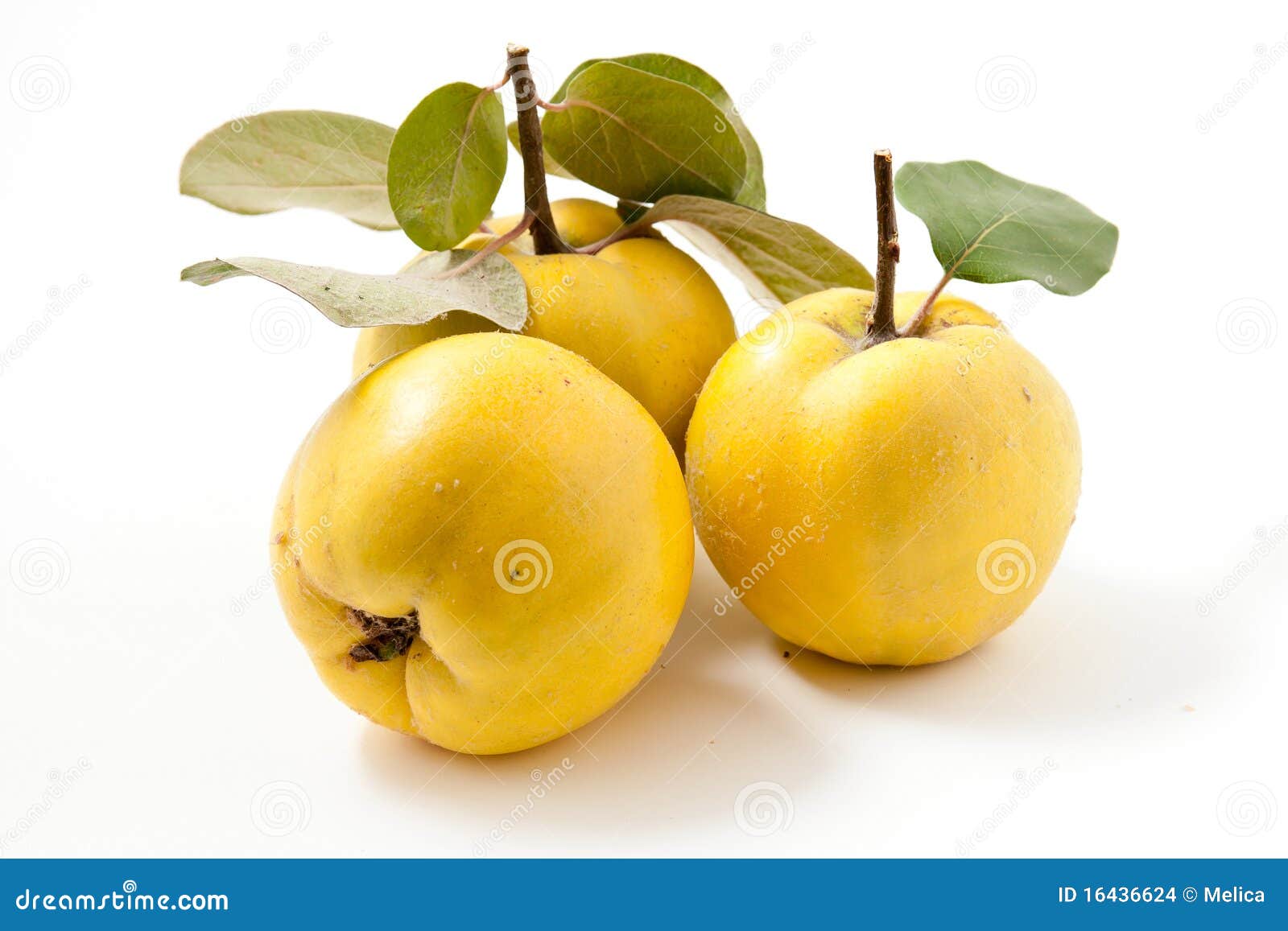 Fresh yellow quinces stock photo. Image of nature, eating - 16436624
