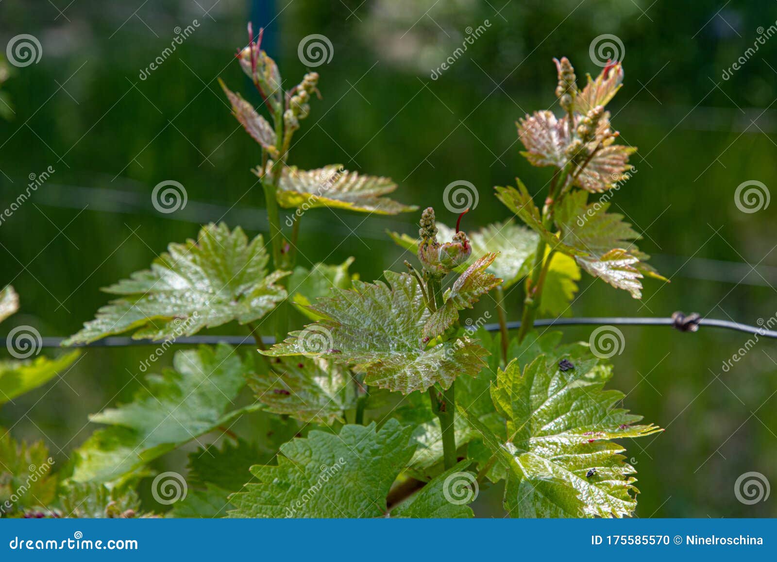Fresh Yellow and Red Sprouts of Young Green Branches of Grapevine at ...