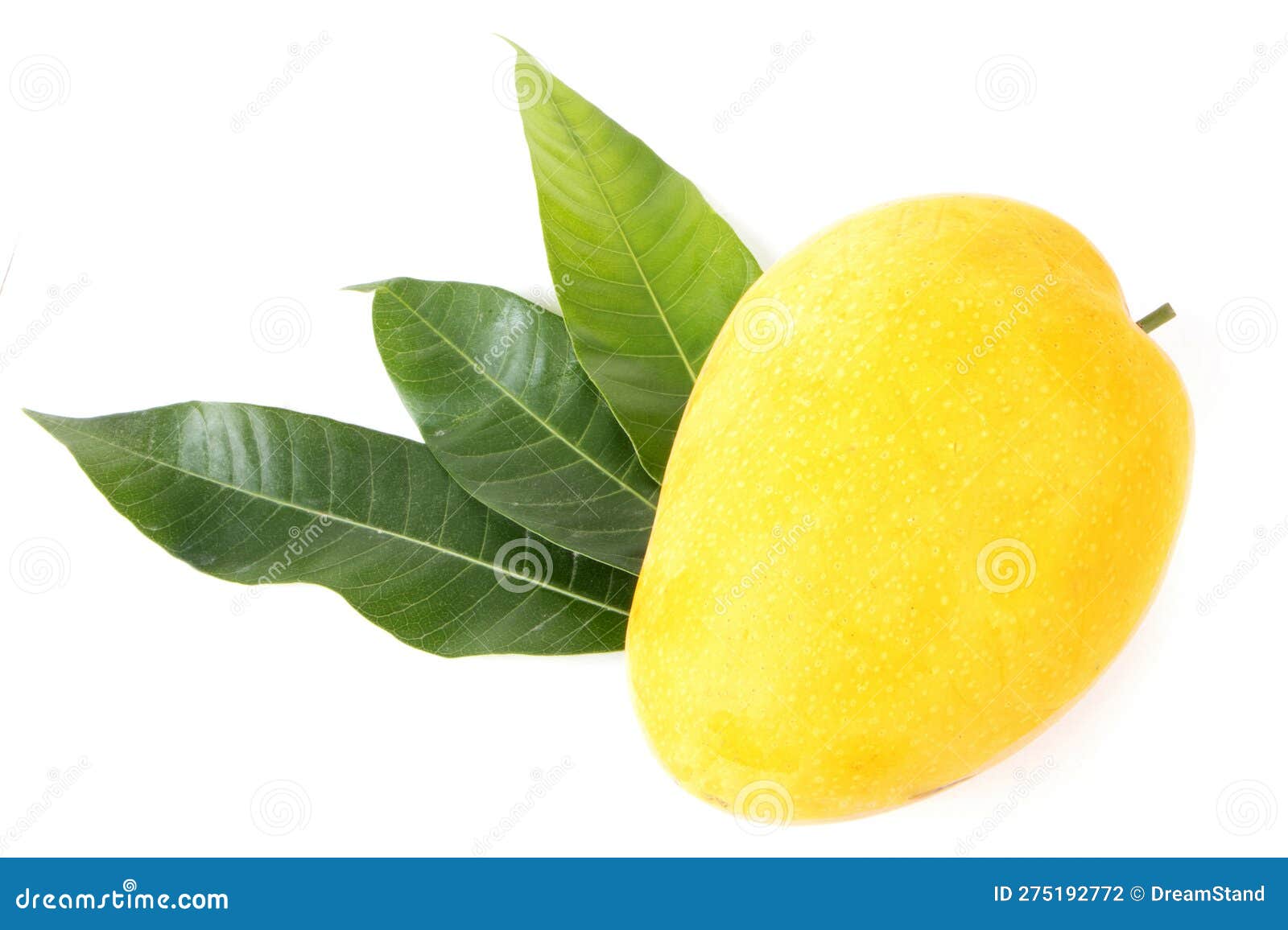 Fresh Yellow Ripen Mango with Leaf Isolated Stock Photo - Image of ...