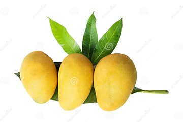Fresh Yellow Ripen Mango with Leaf Isolated Stock Photo - Image of ripe ...