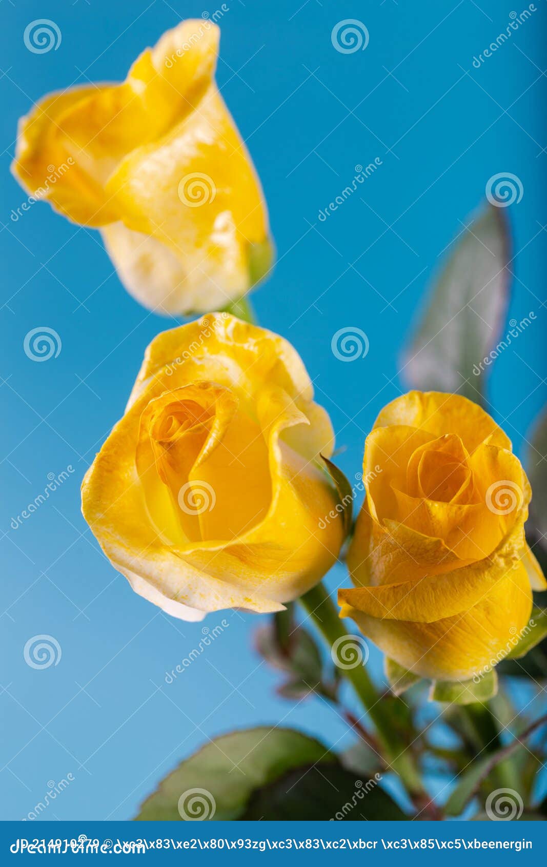 Fresh Yellow Roses on Blue Background. Stock Image - Image of bright ...