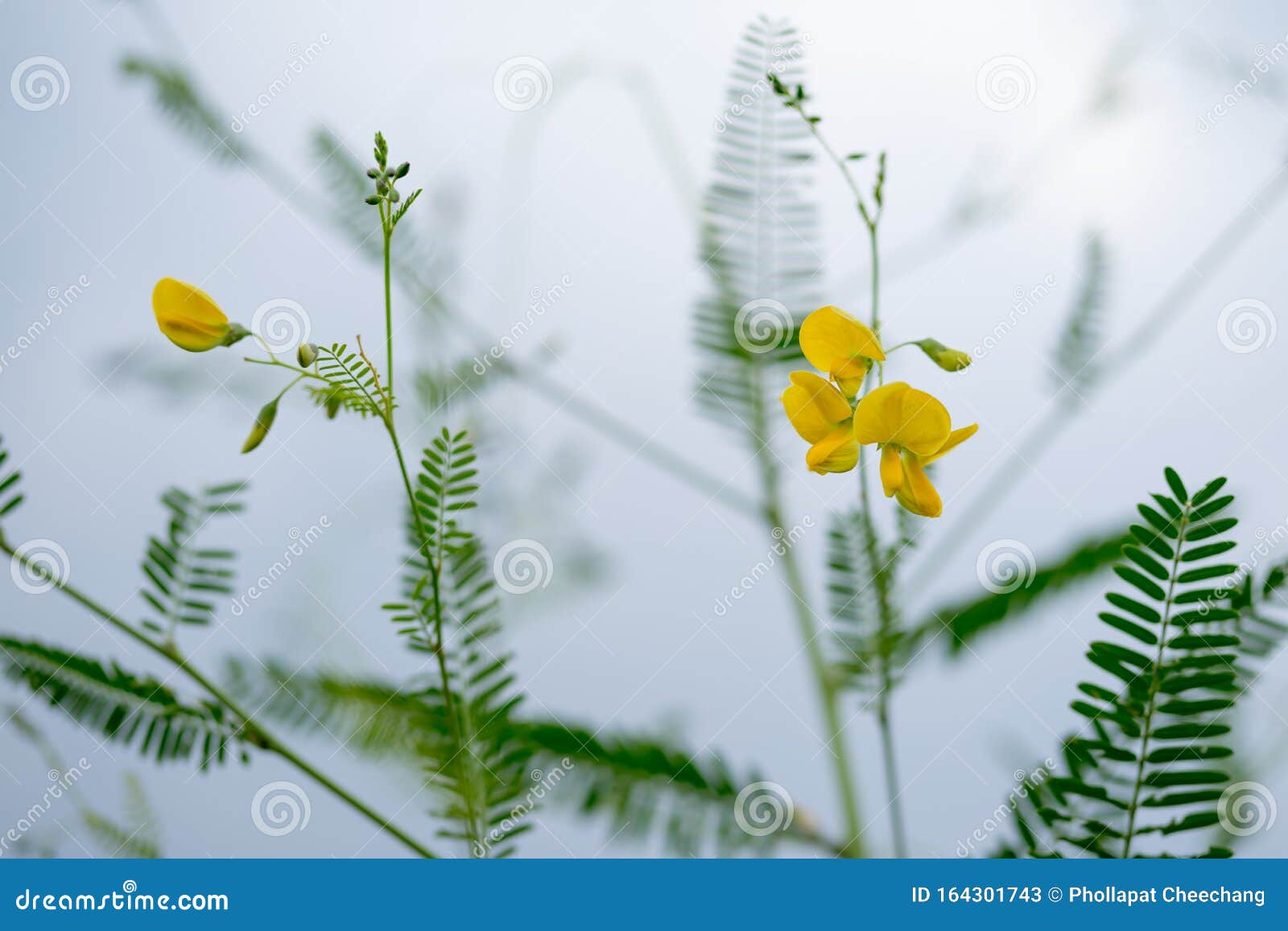 Fresh Yellow Sesbania Flowers Tree are Full Bloom Stock Image - Image ...