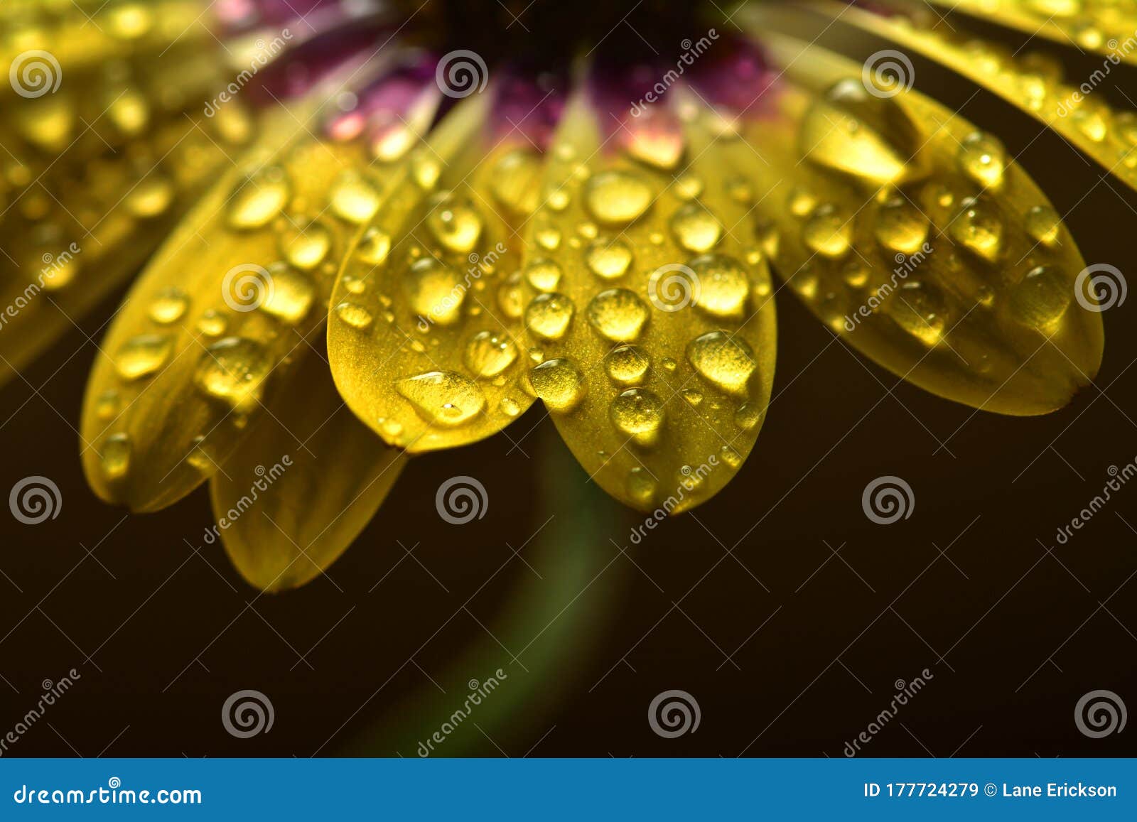 Fresh Yellow Spring Flower with Water Drops Stock Image - Image of ...