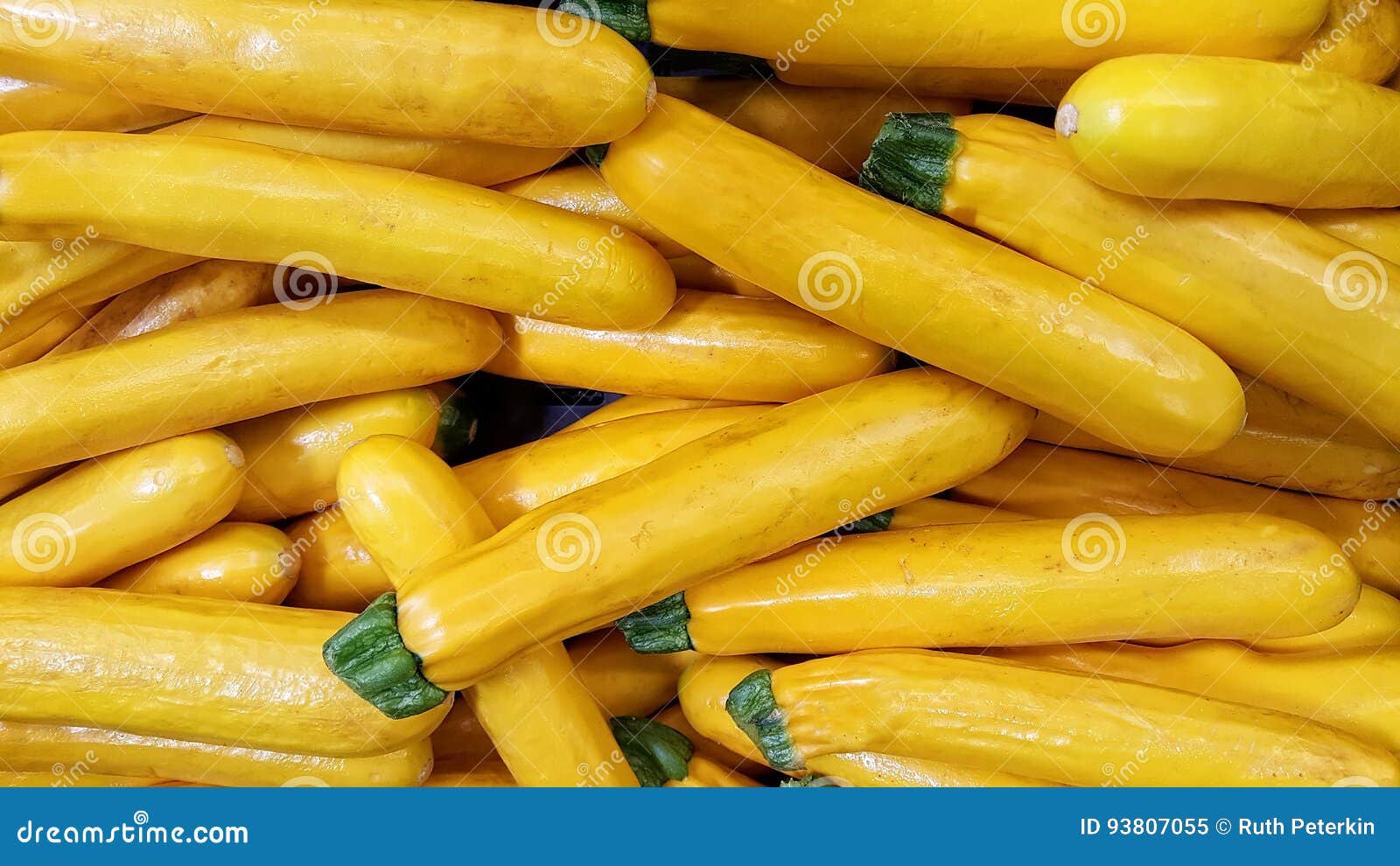 Fresh Yellow Squash stock image. Image of fresh, agriculture - 93807055