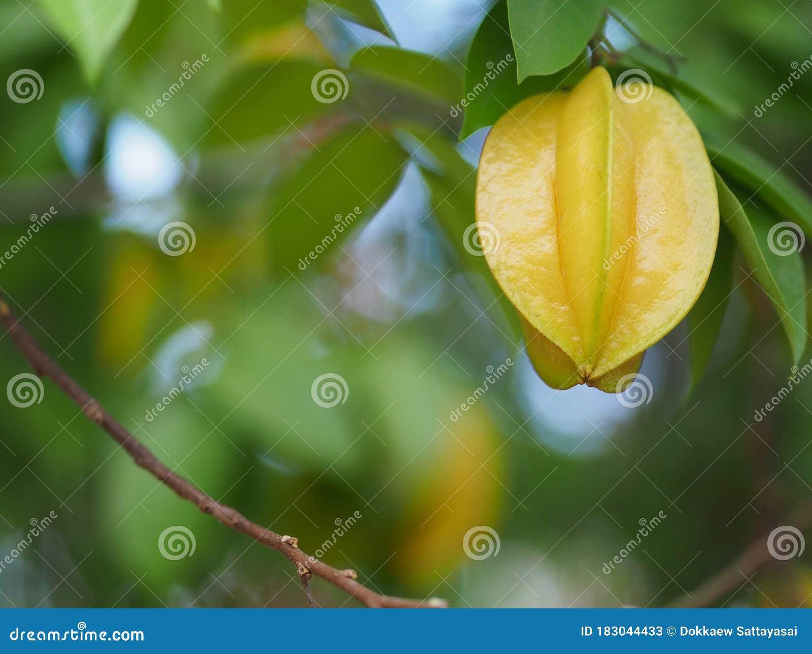 Yellow Starfruit on the Tree Stock Image - Image of garden, starfruit ...