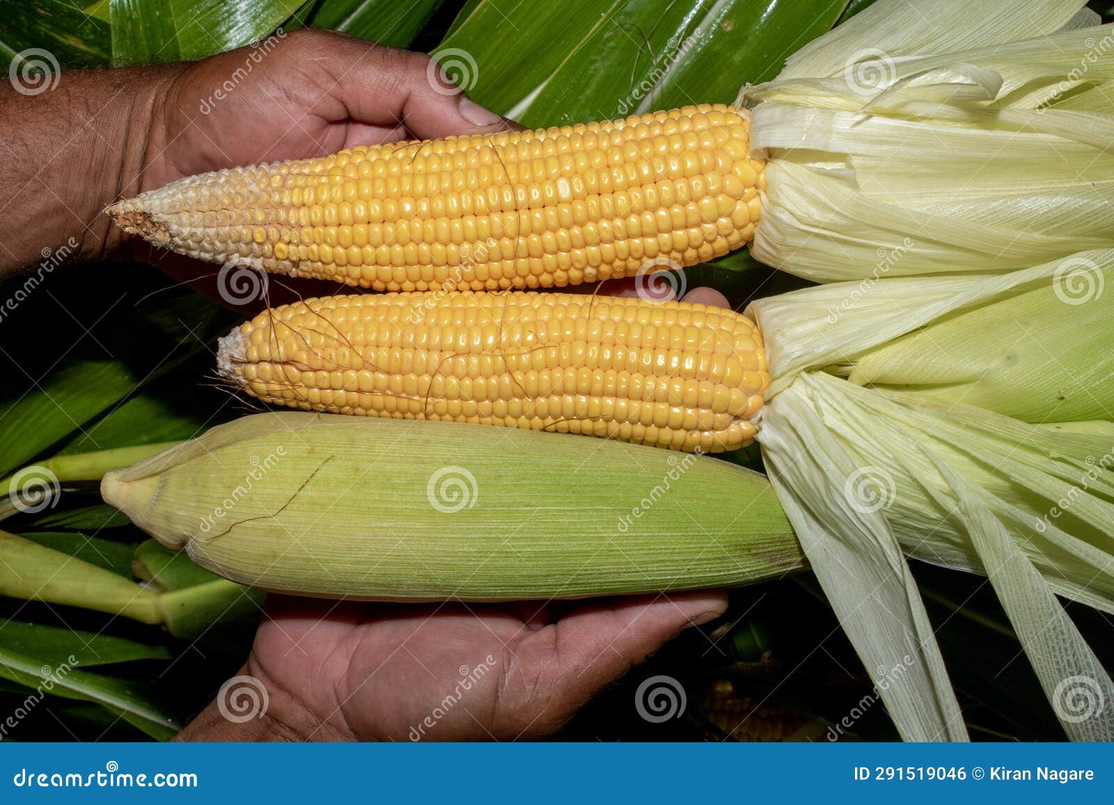 Fresh Yellow Sweet Corn on the Hand Stock Photo - Image of nature ...