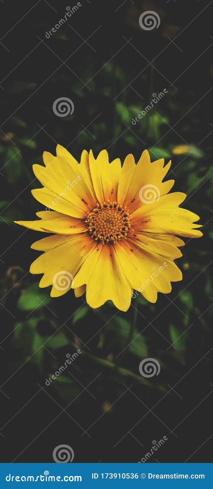 Fresh Yellow Tidy Tips Flower Stock Photo - Image of tidy, yellow ...