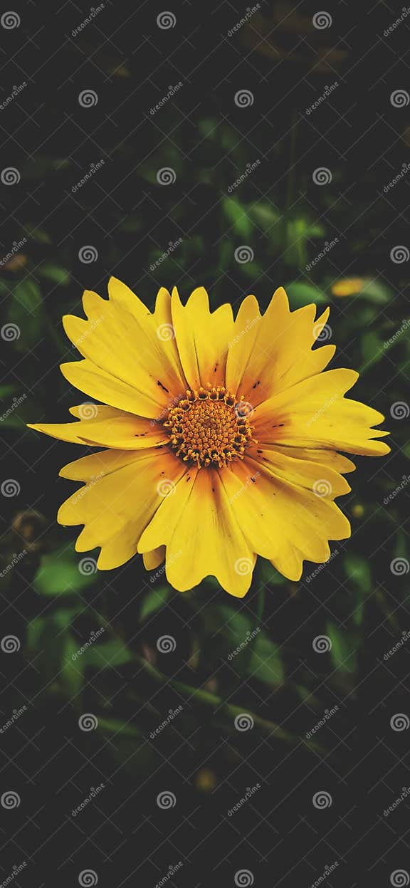 Fresh Yellow Tidy Tips Flower Stock Photo - Image of tidy, yellow ...