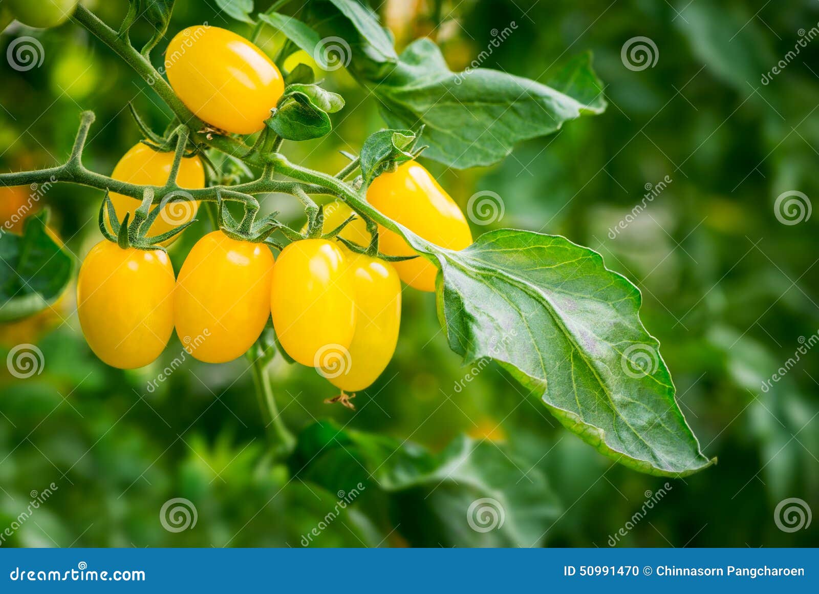 Fresh yellow tomato stock photo. Image of healthy, food - 50991470