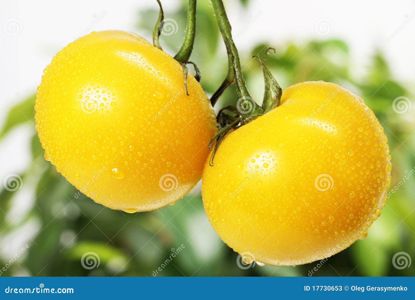 Fresh yellow tomatoes stock image. Image of stall, clean - 17730653