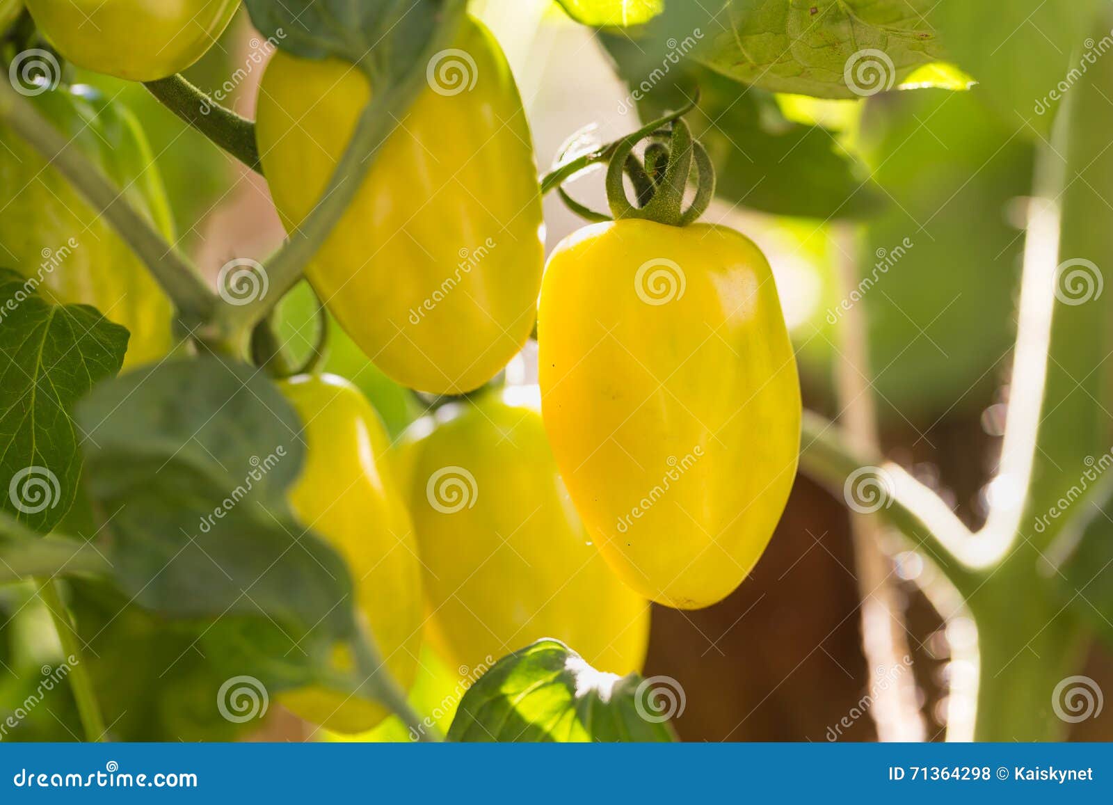 Fresh Yellow Tomatoes on the Plant Stock Photo - Image of outside ...