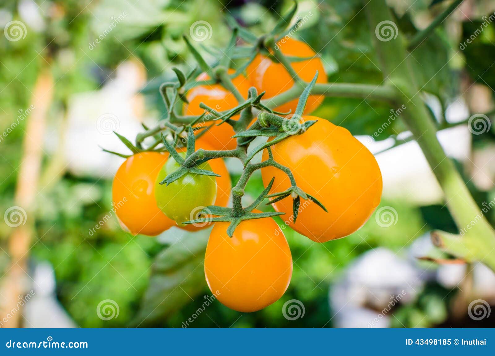 Fresh yellow tomatoes stock image. Image of cultivated - 43498185