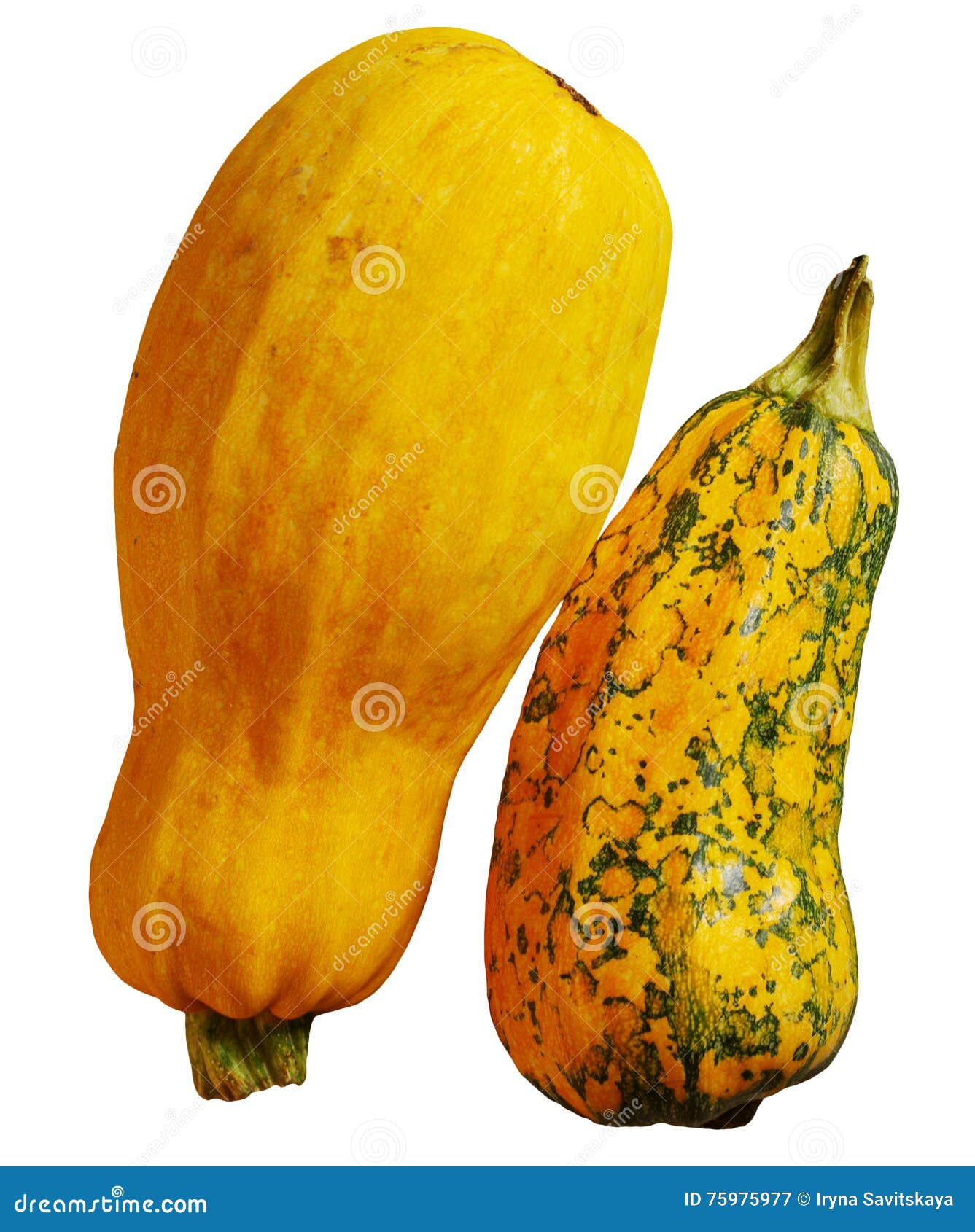 Fresh Yellow Vegetable Marrow Stock Image - Image of dappled, autumn ...