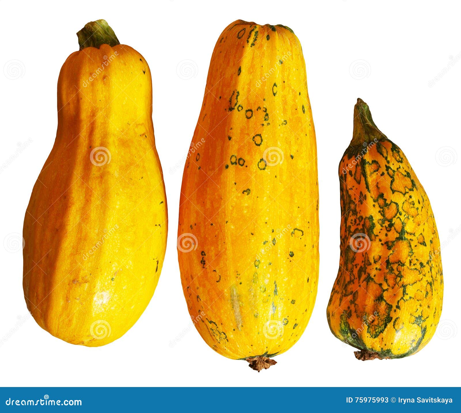 Fresh Yellow Vegetable Marrow Stock Image - Image of cultivated, fresh ...