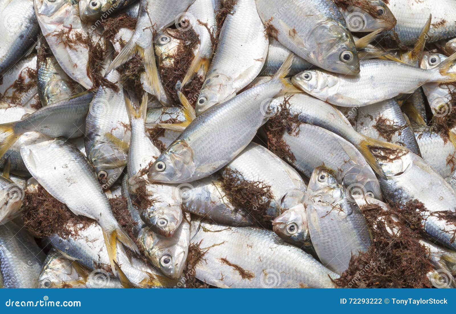 Fresh yellowtail fish stock photo. Image of catch, nature - 72293222