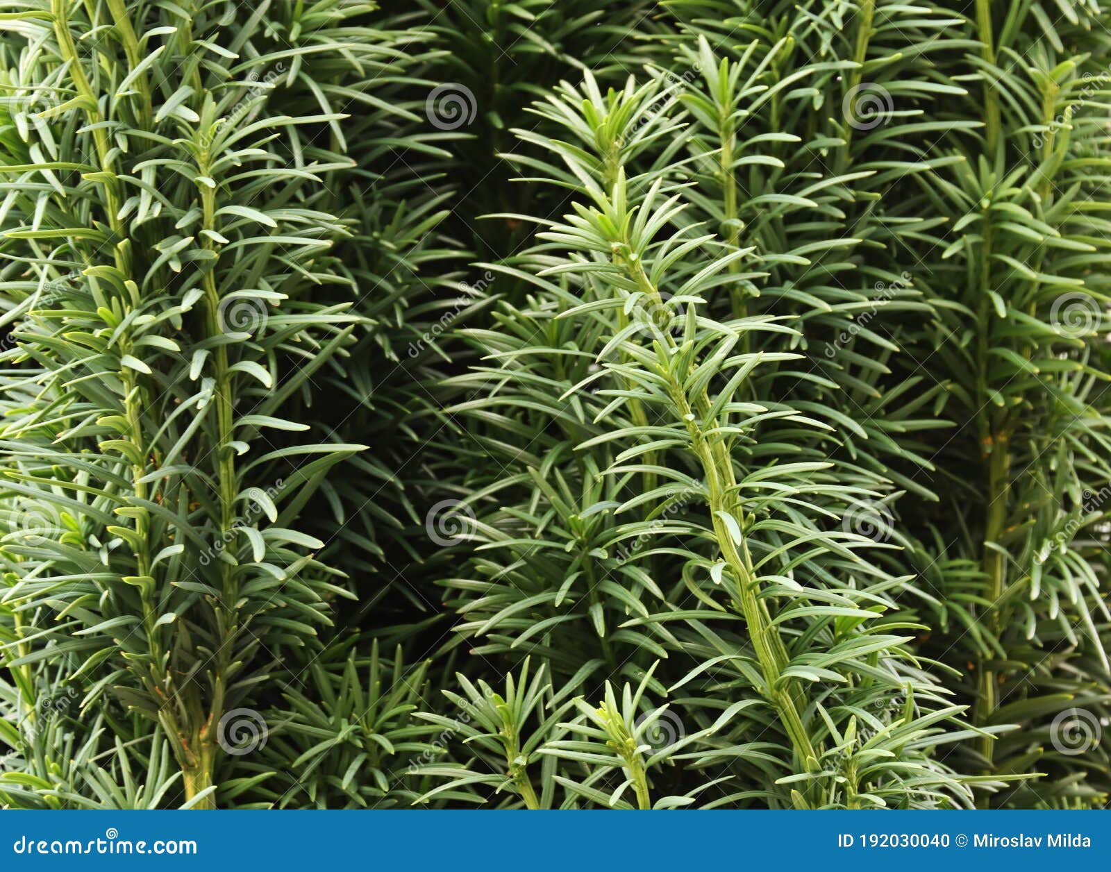 Fresh Yew Branch Tree Detail Stock Photo - Image of fall, closeup ...