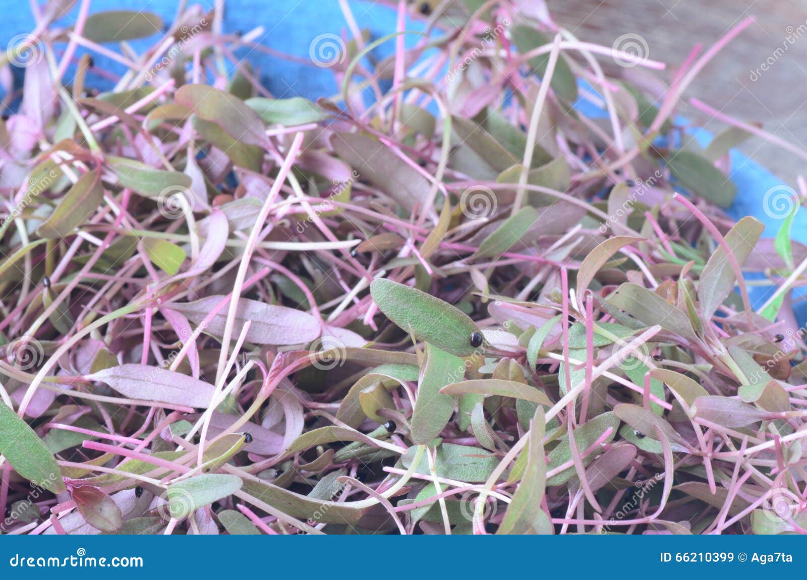 Fresh Young Amaranth Leaves Stock Image - Image of amaranthus, leaf ...