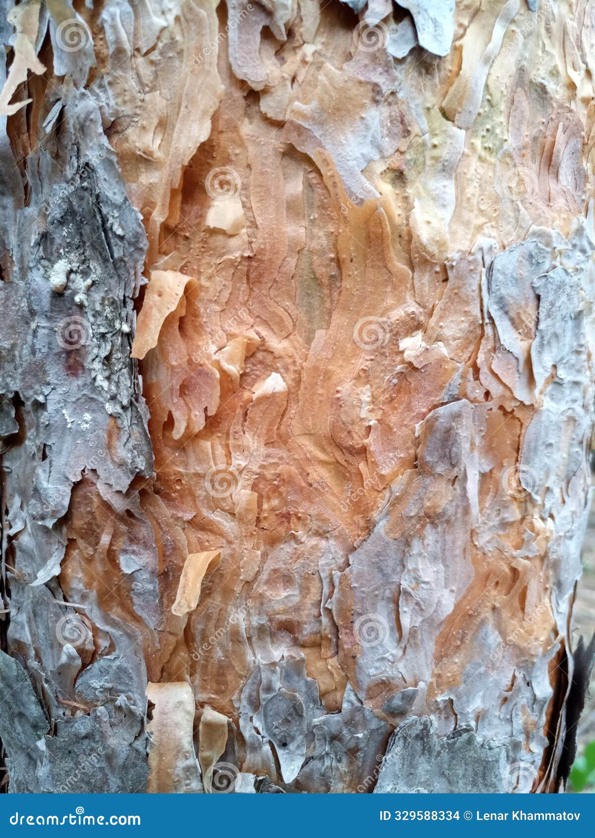 Fresh Young Bark of Pine Tree Stock Photo - Image of branch, tree ...