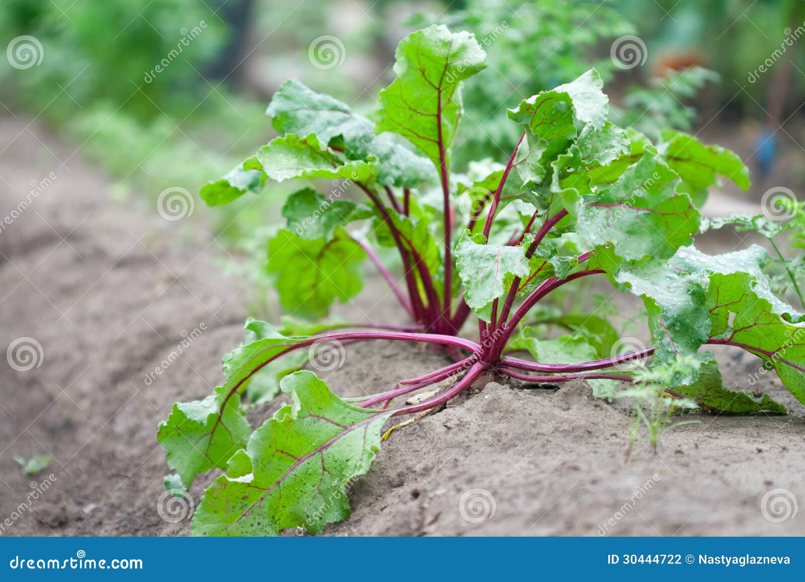 Fresh Young Beet in the Soil Stock Photo - Image of ridge, line: 30444722