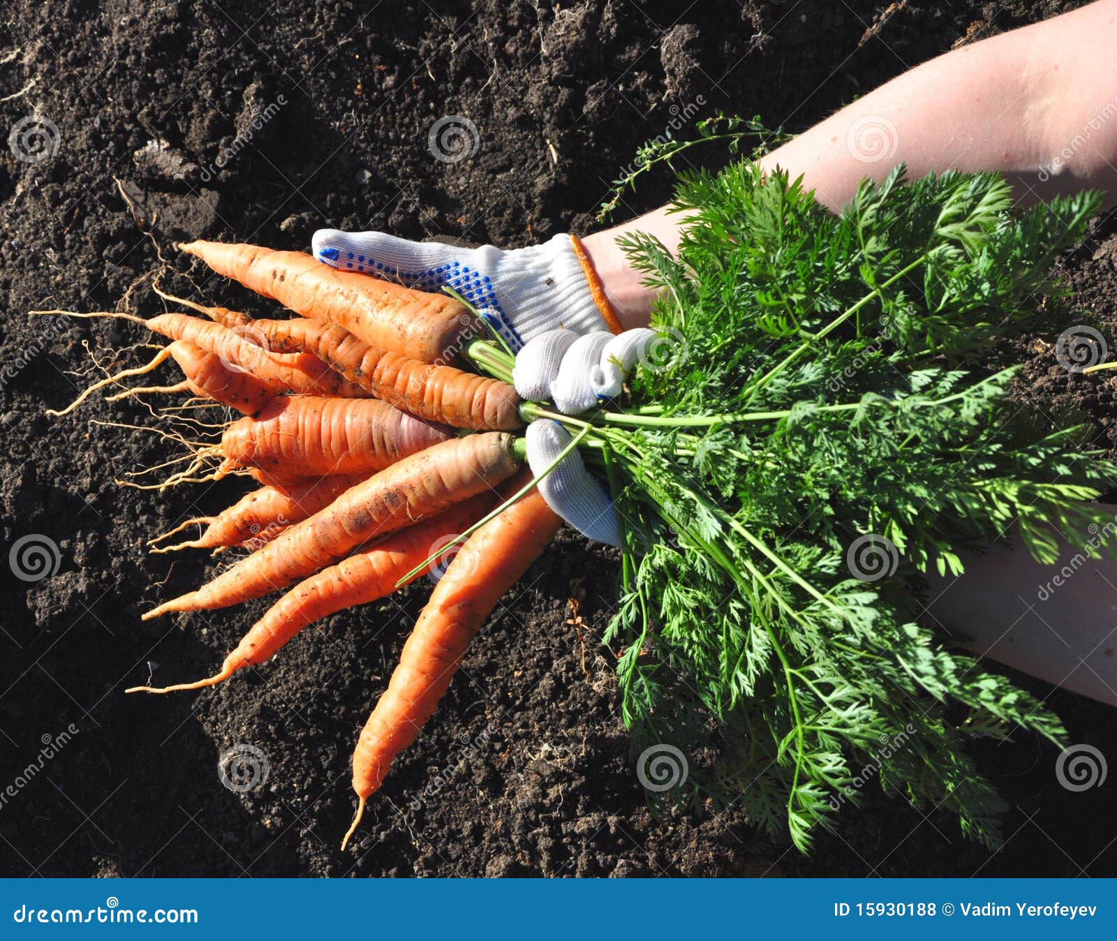 Fresh Young Carrot on Hands Stock Photo - Image of crop, closeup: 15930188