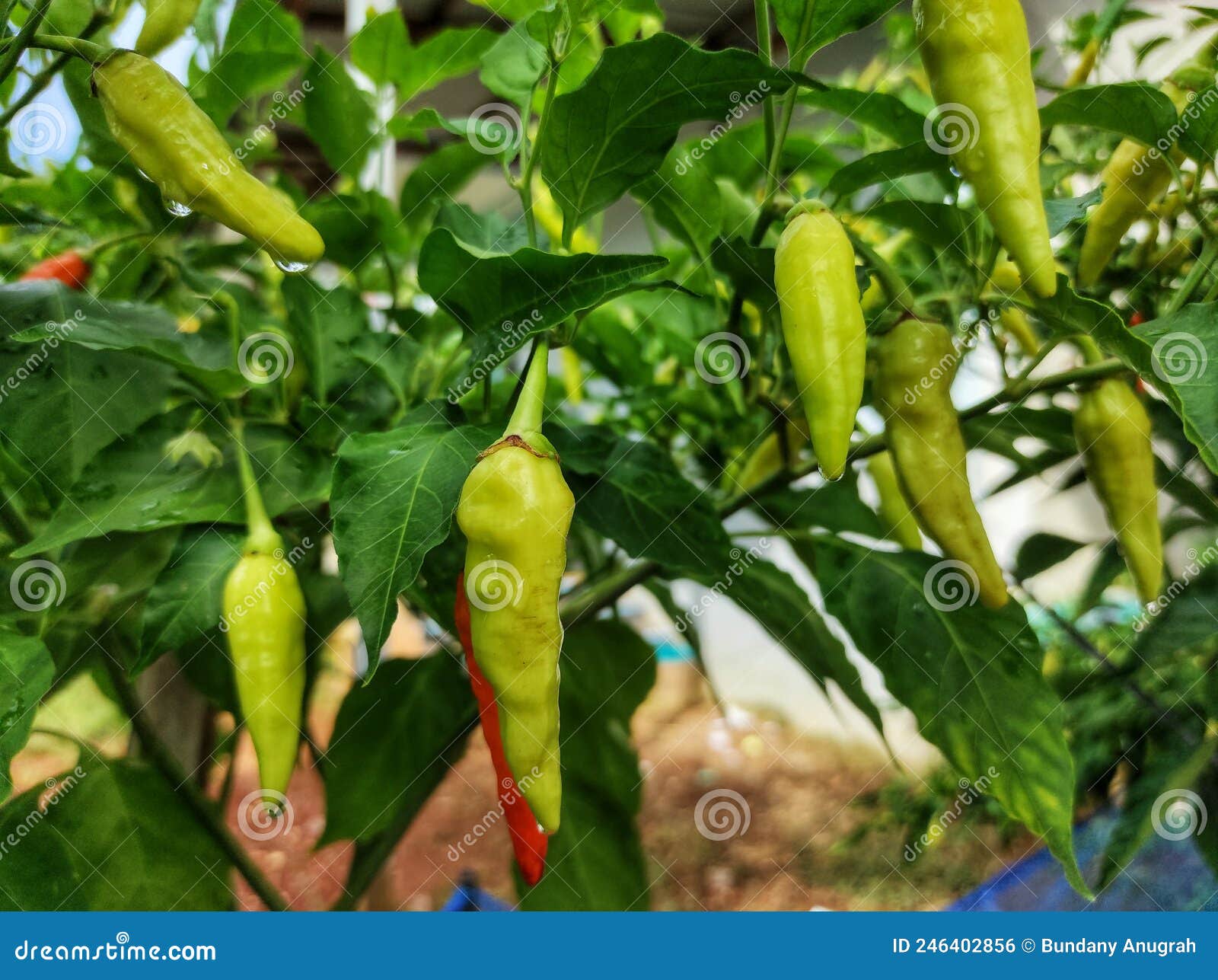 Fresh young chili stock photo. Image of dish, fruit - 246402856