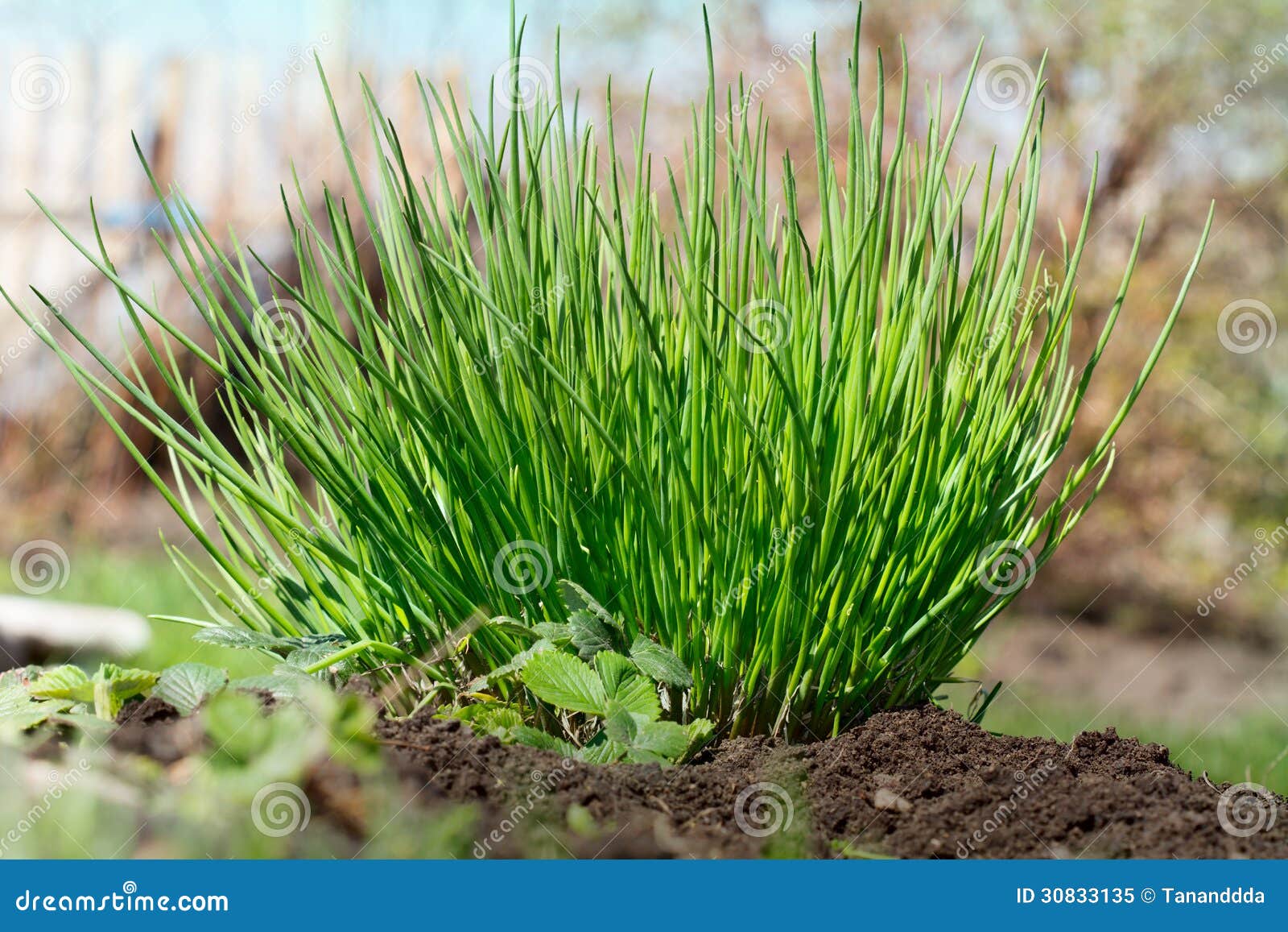 Fresh and young chives stock image. Image of straw, blossom - 30833135