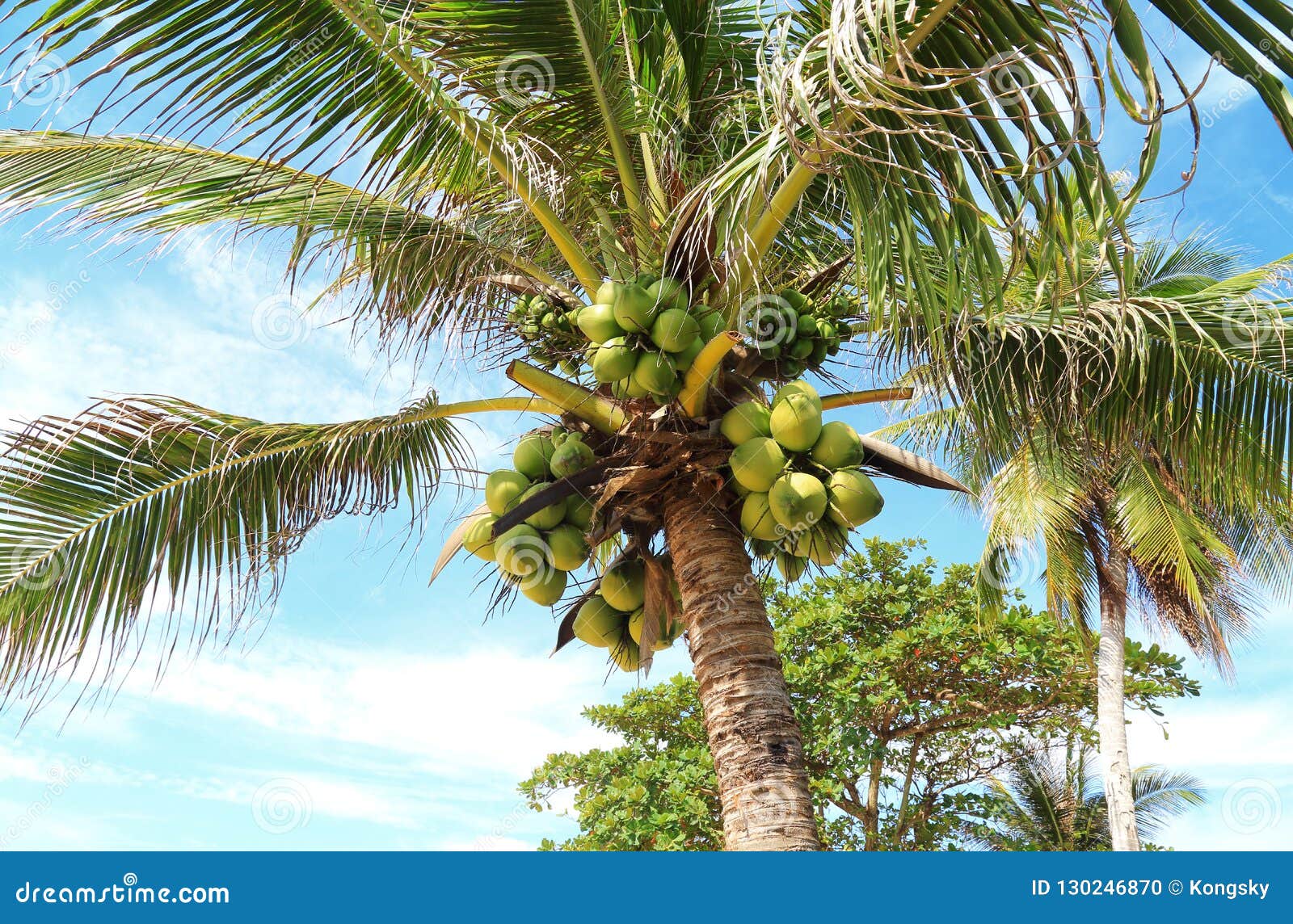 Fresh Young Coconut on Tree Stock Photo - Image of food, garden: 130246870