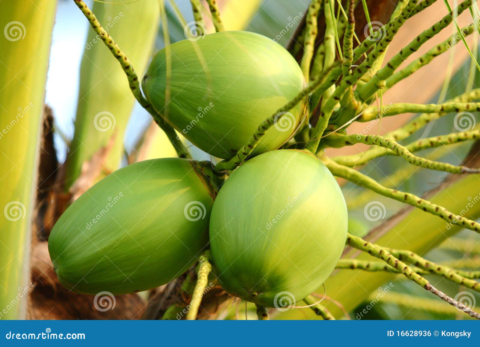 A Fresh Young Coconut Tree, Closeup Stock Photo - Image of food, asia ...