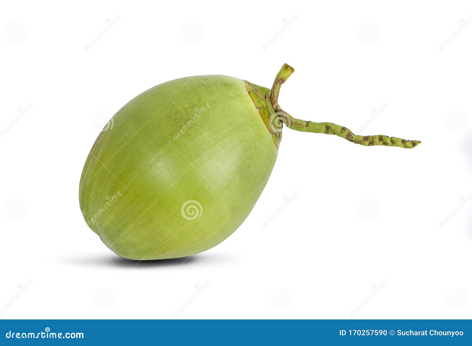 Fresh Young Coconuts an Isolated on White Background Stock Photo ...