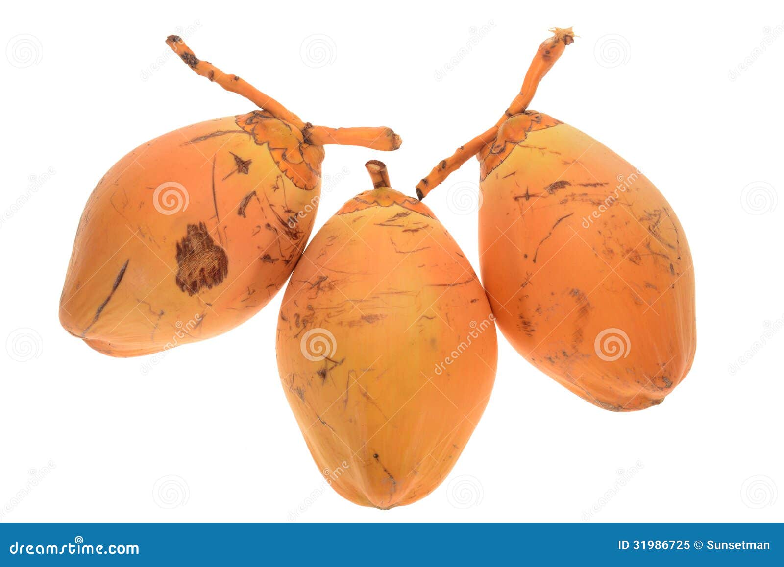 Fresh Young Coconuts stock image. Image of kernel, cooling - 31986725